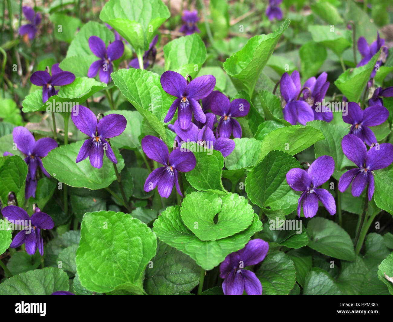 Viola mammola hi-res stock photography and images - Alamy