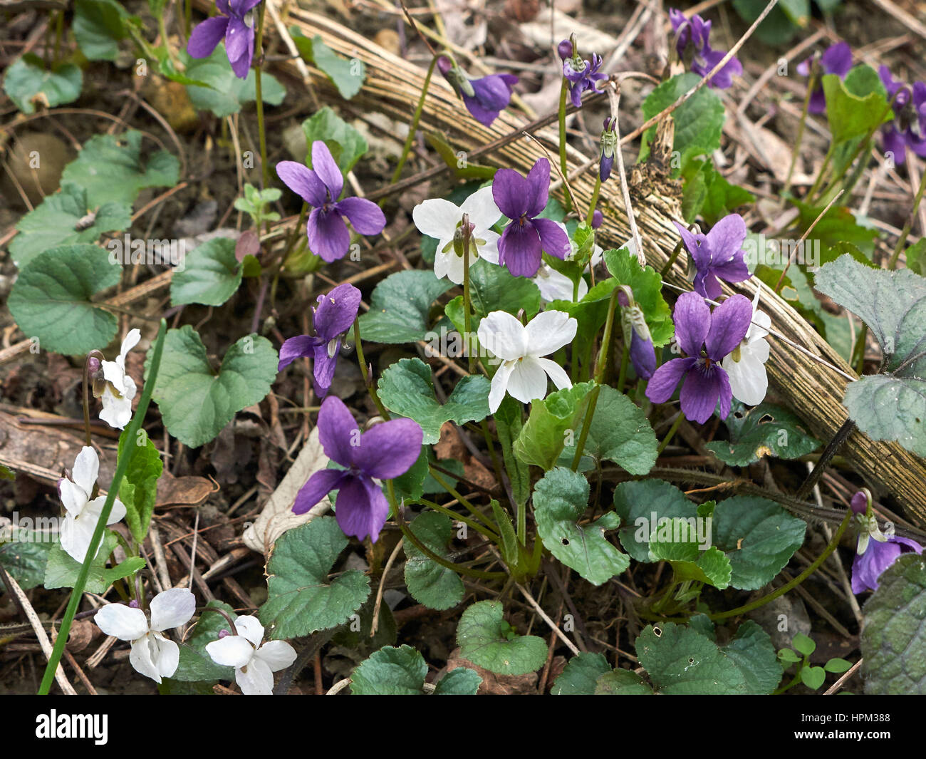 Viola odorata hi-res stock photography and images - Alamy