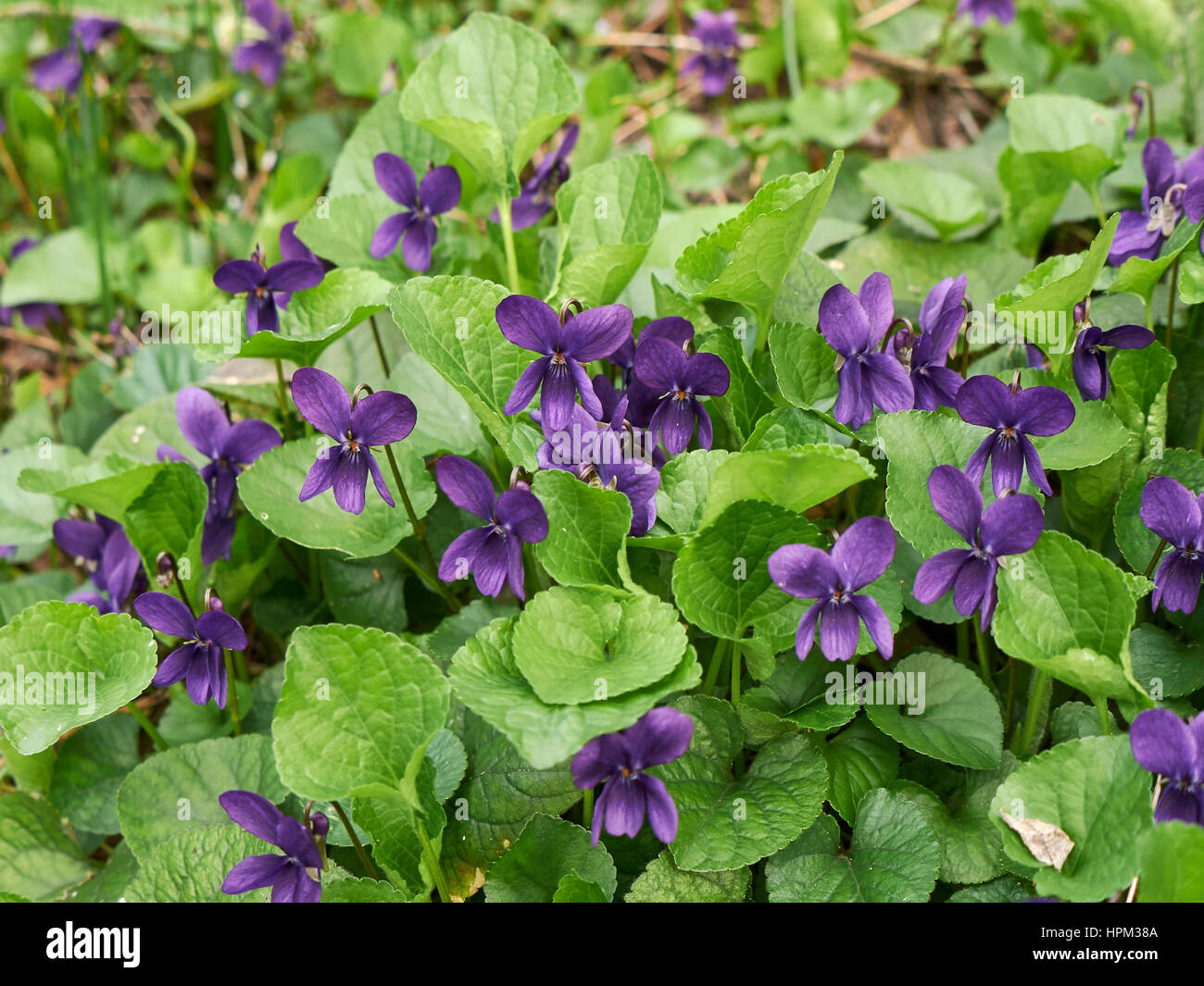 Viola mammola hi-res stock photography and images - Alamy
