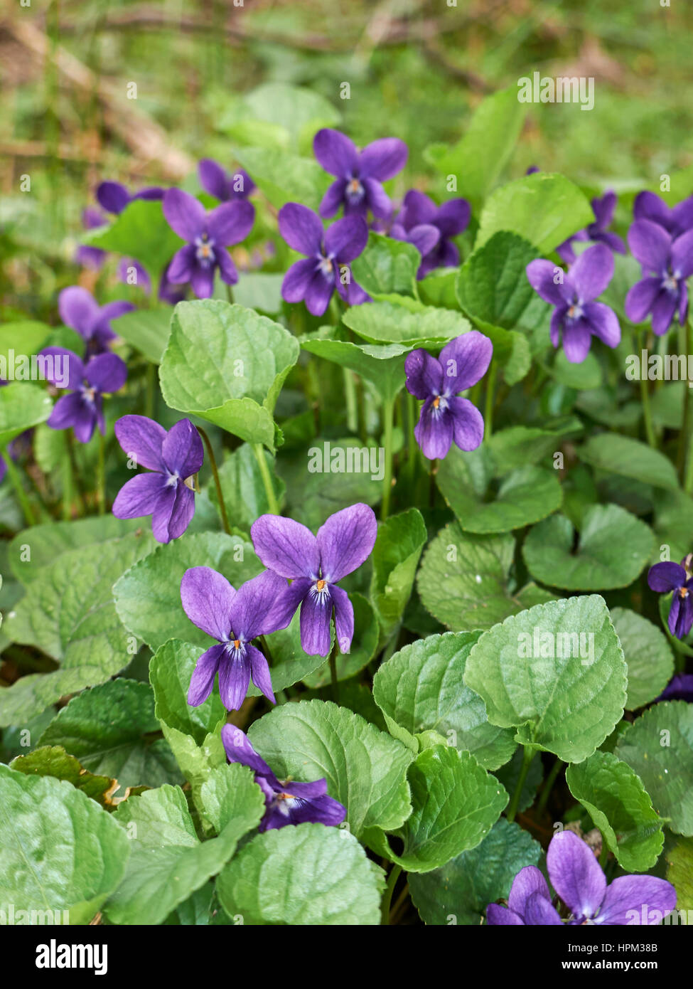 Viola mammola hi-res stock photography and images - Alamy