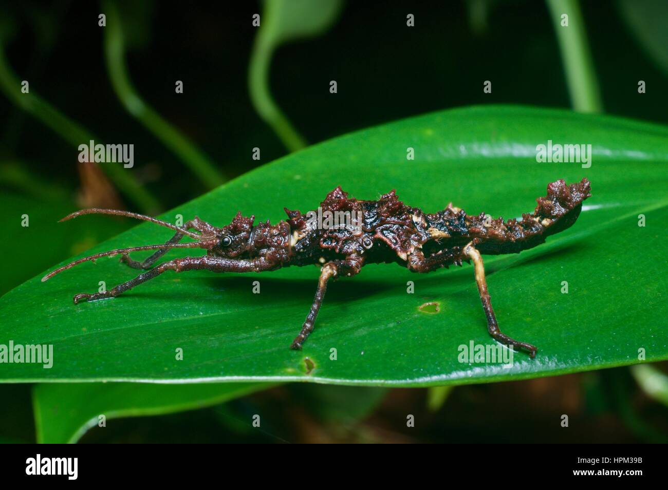 A spiky, thick female stick insect (Dares ulula) on a leaf in the ...