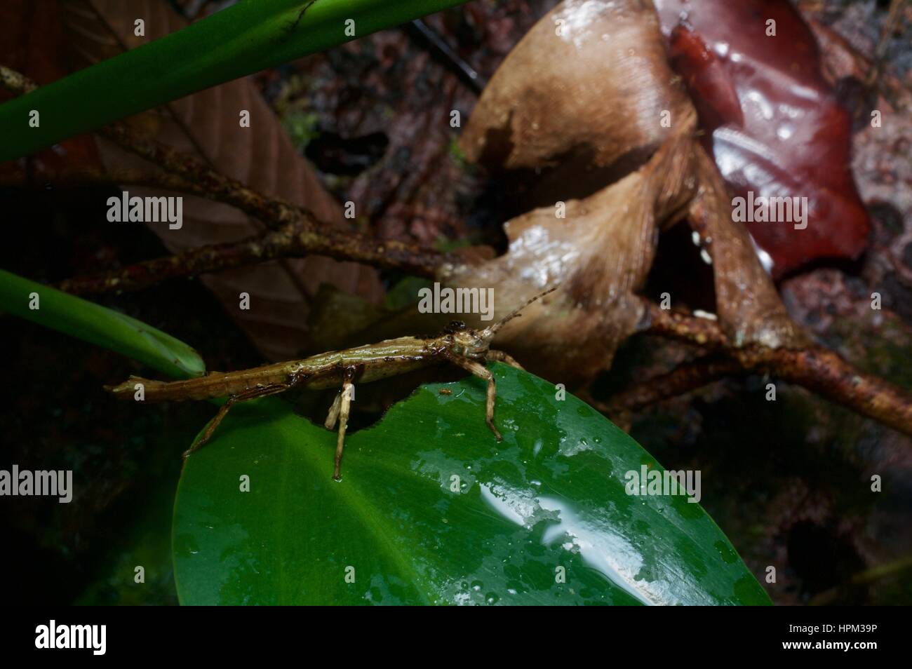 Pylaemenes borneensis hi-res stock photography and images - Alamy