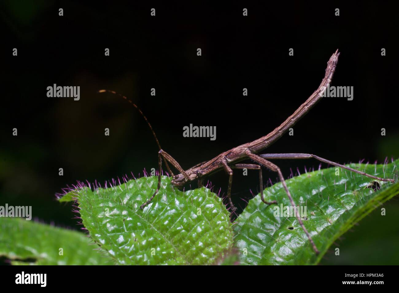 Phasmatodea eating hi-res stock photography and images - Alamy