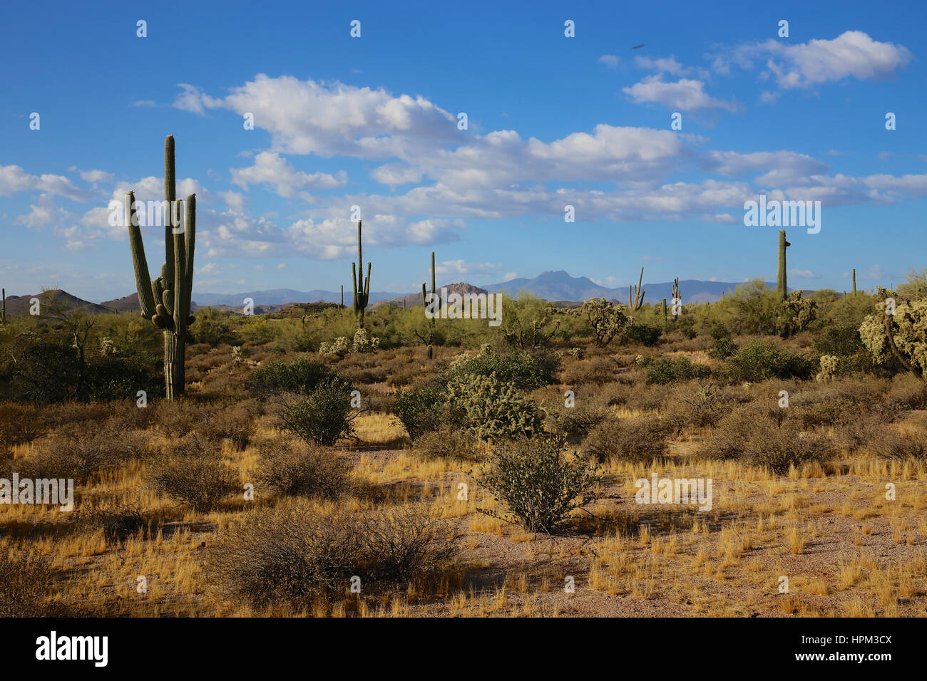 Saguaro cactus Arizona dry desert landscape at Lost Dutchman State Park ...