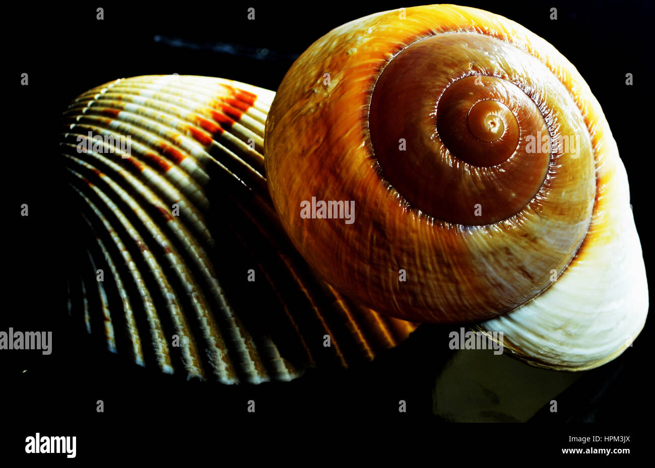 Brown seashells hi-res stock photography and images - Alamy