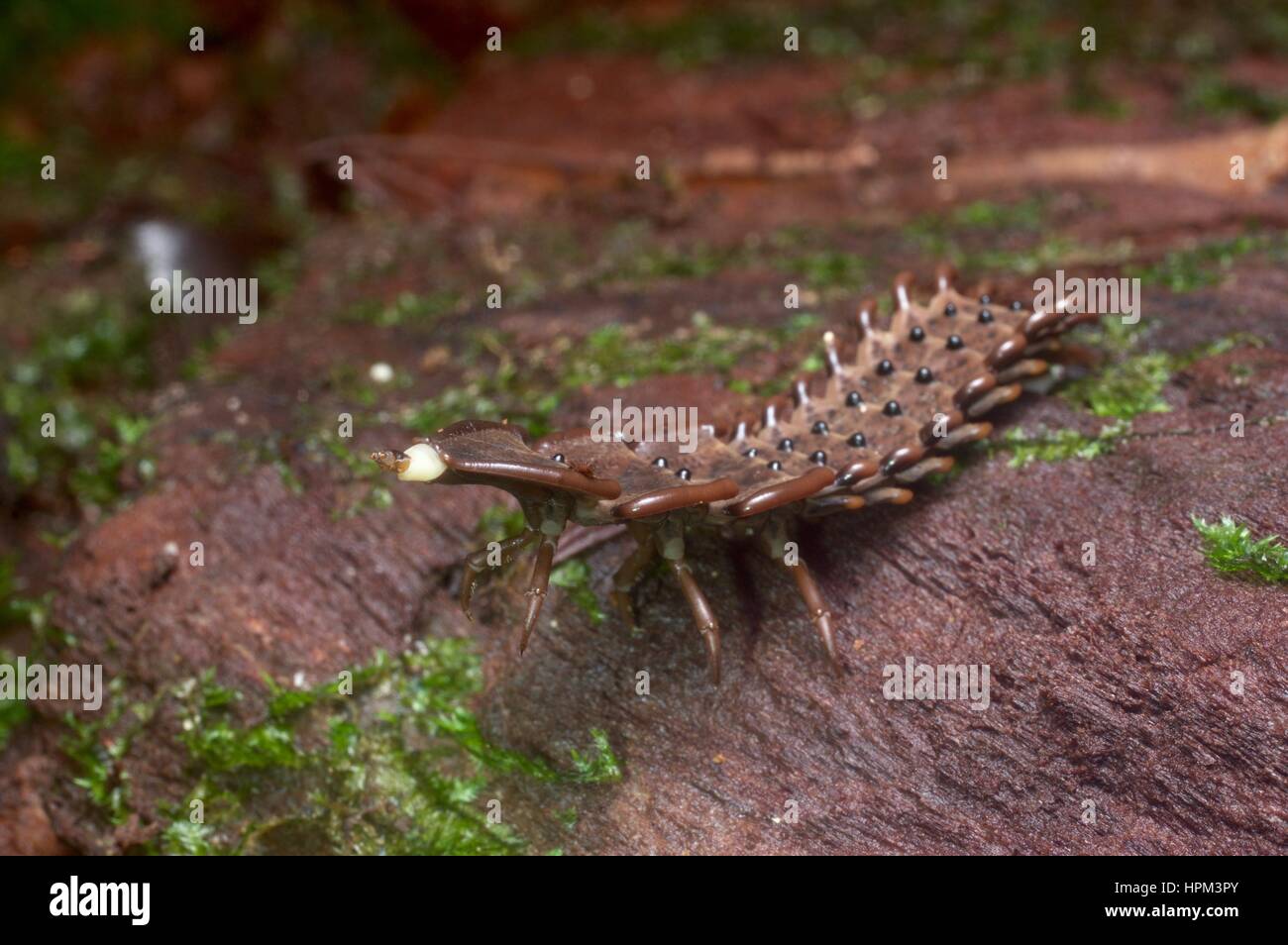 A female Trilobite Beetle (Platerodrilus sp.) on a log in the ...