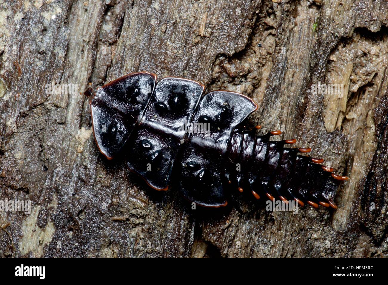 A female Trilobite Beetle (Platerodrilus ruficollis) on a log in the ...