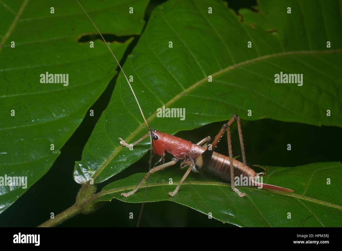 Macroxiphus sumatranus hi-res stock photography and images - Alamy