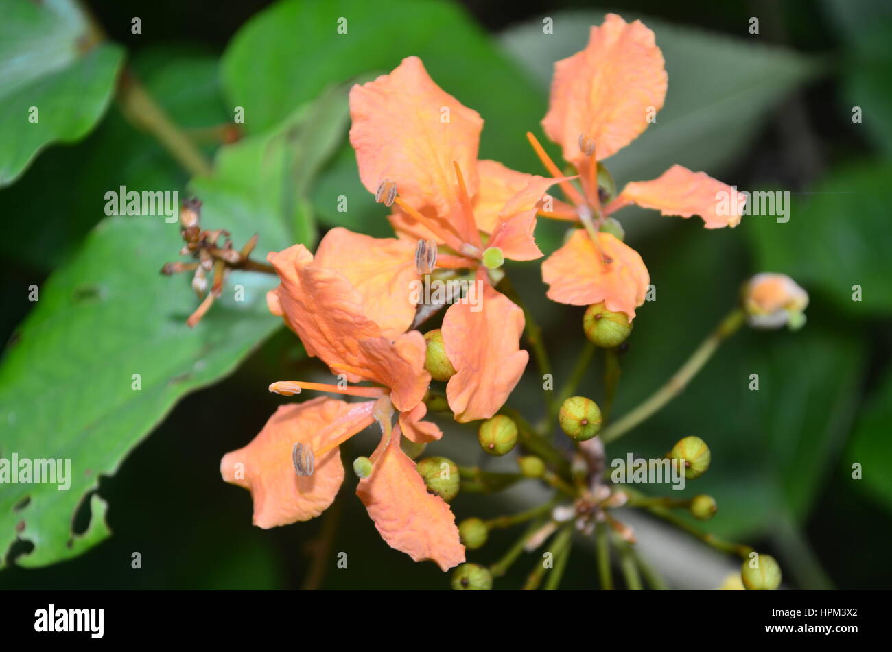 Flora diversity hi-res stock photography and images - Alamy