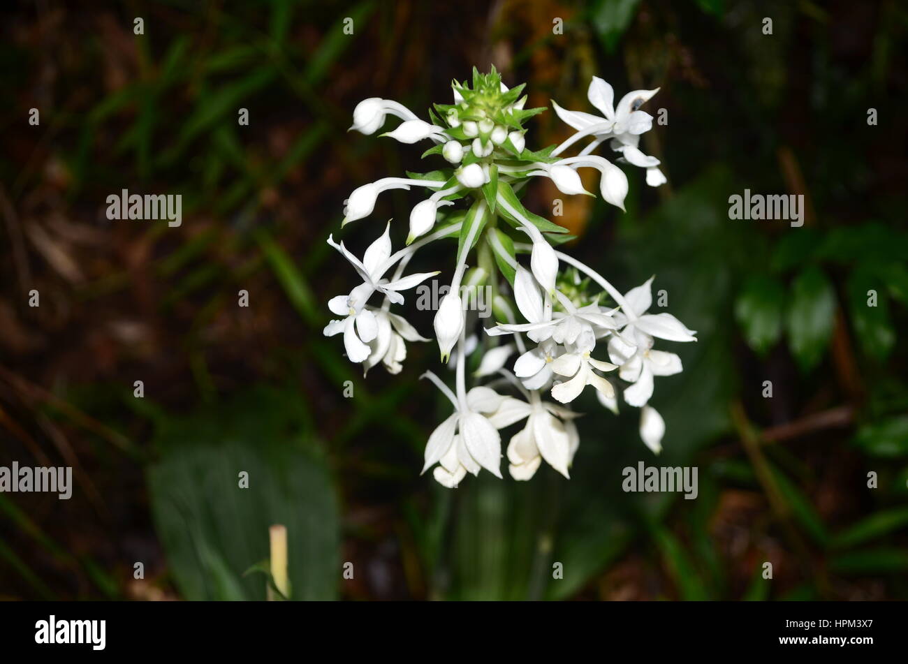 Flora resources hi-res stock photography and images - Alamy