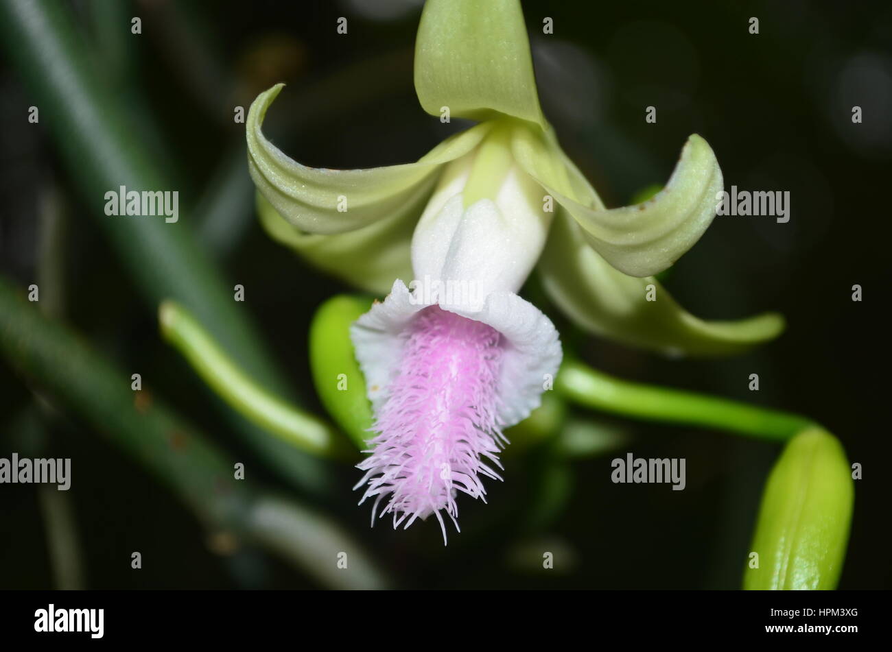 Palay palay hi-res stock photography and images - Alamy