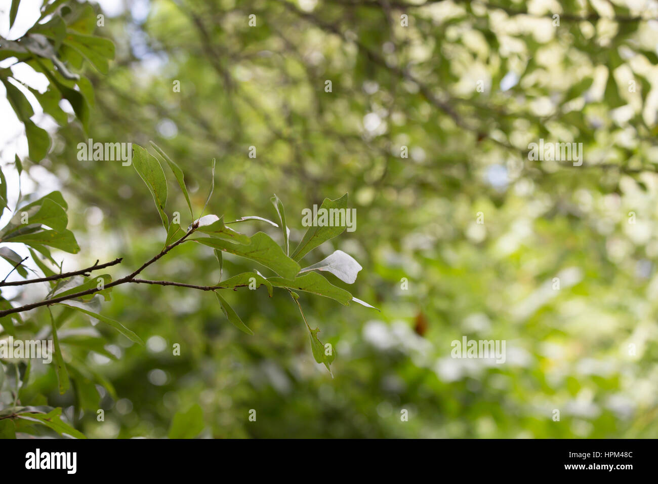 Close up of green oak leaves in the spring Stock Photo - Alamy
