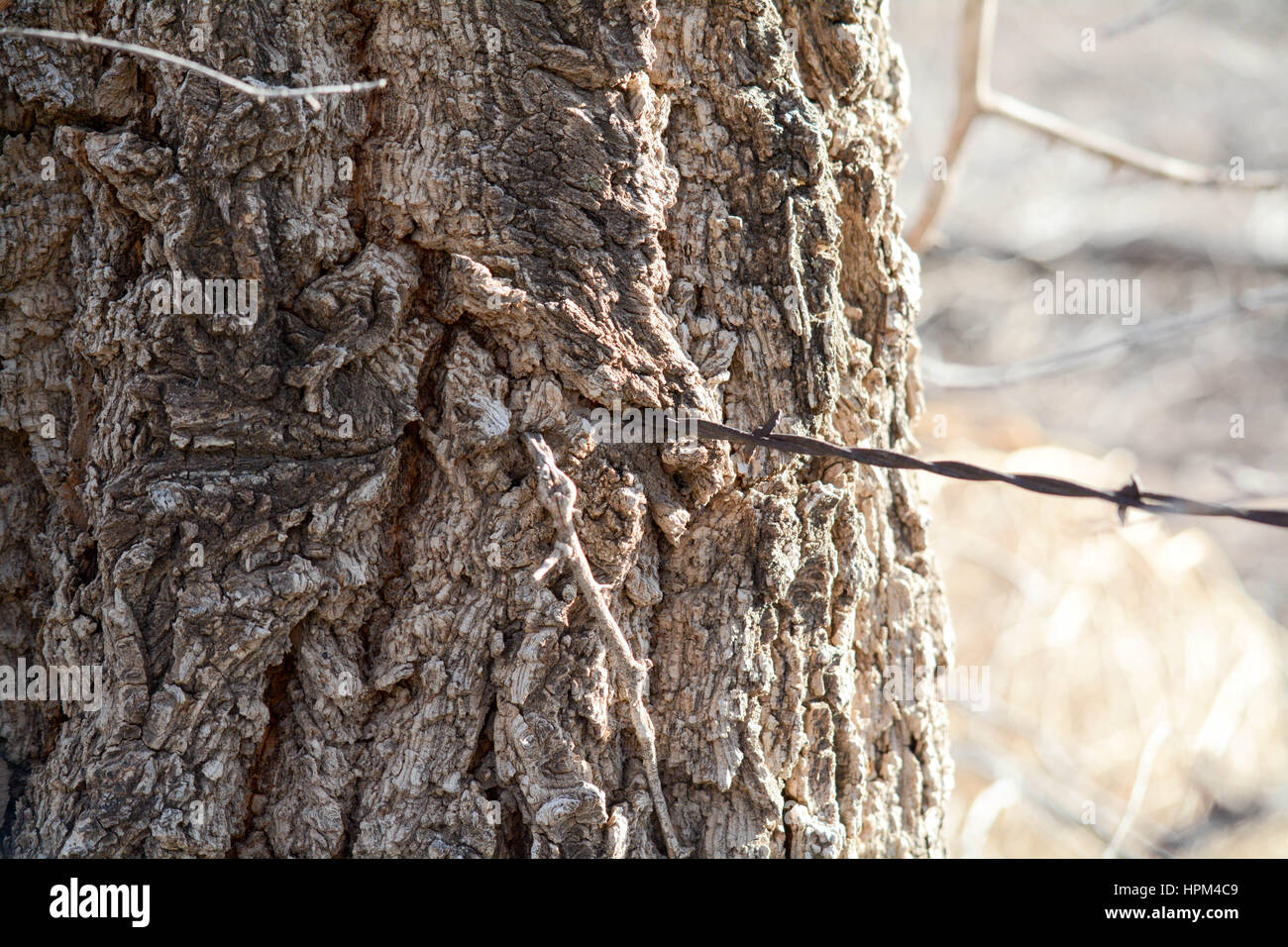 Barbed wire through tree hi-res stock photography and images - Alamy