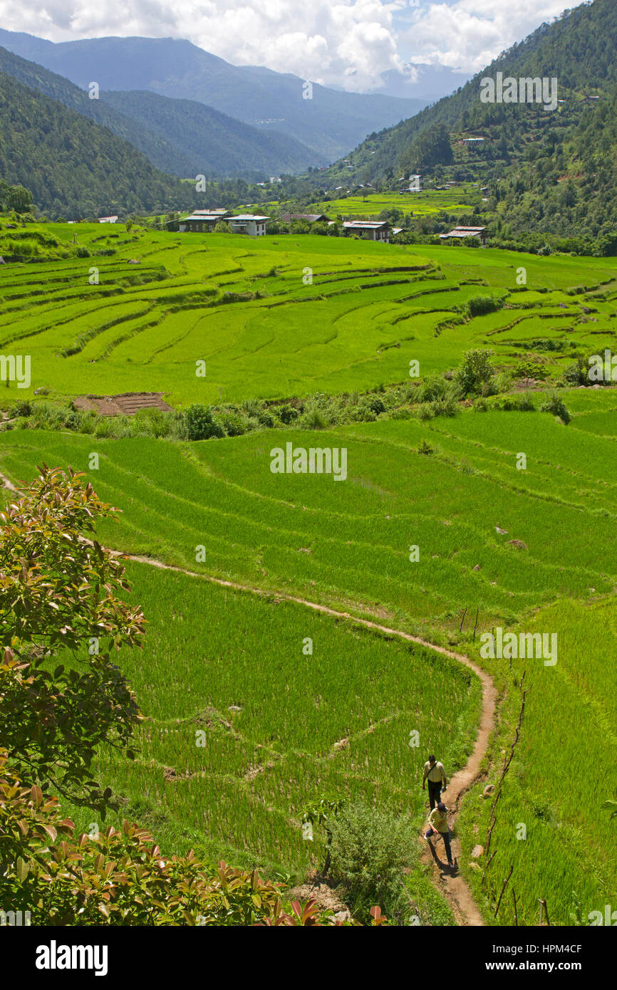Through rice fields hi-res stock photography and images - Alamy