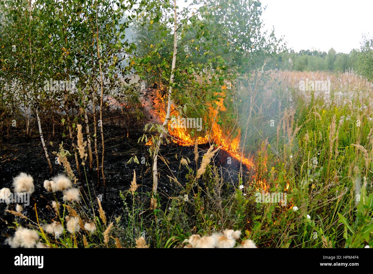 Fire in the grove. Adobe RGB Stock Photo - Alamy