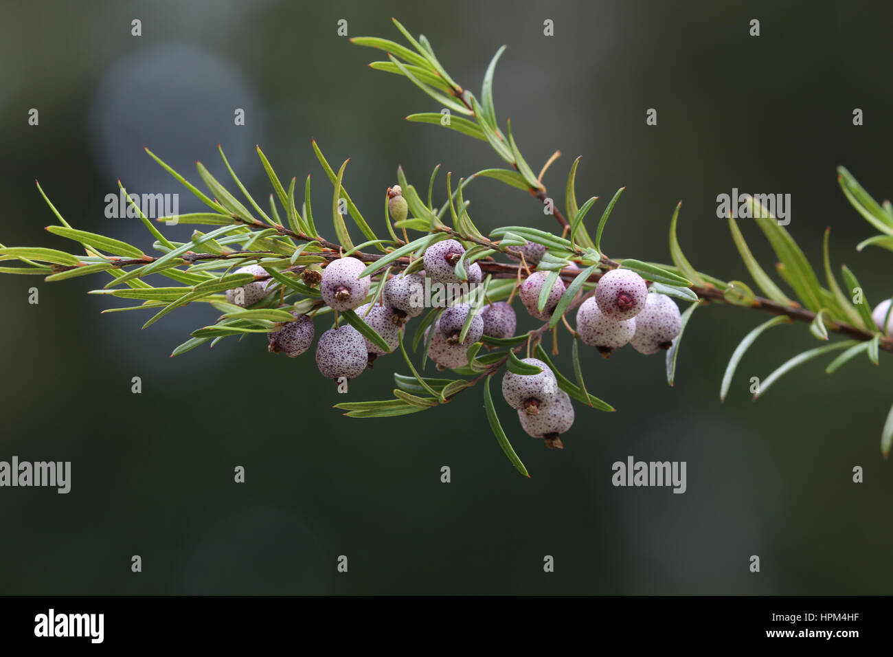 Australian bush food known as Midyim or Midgen Berries Stock Photo - Alamy