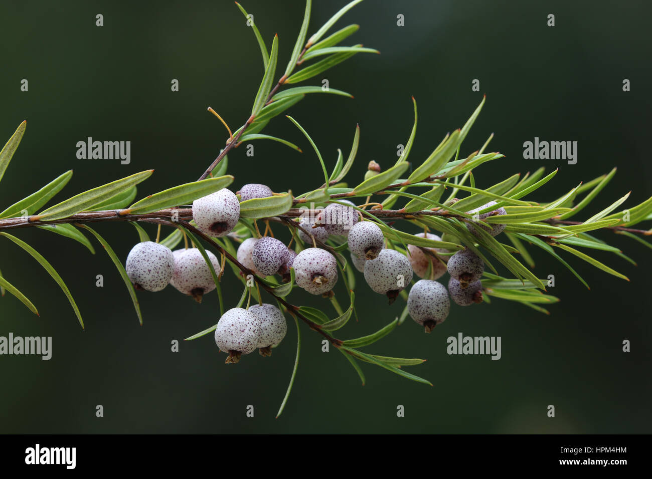 Australian bush food known as Midyim or Midgen Berries Stock Photo - Alamy