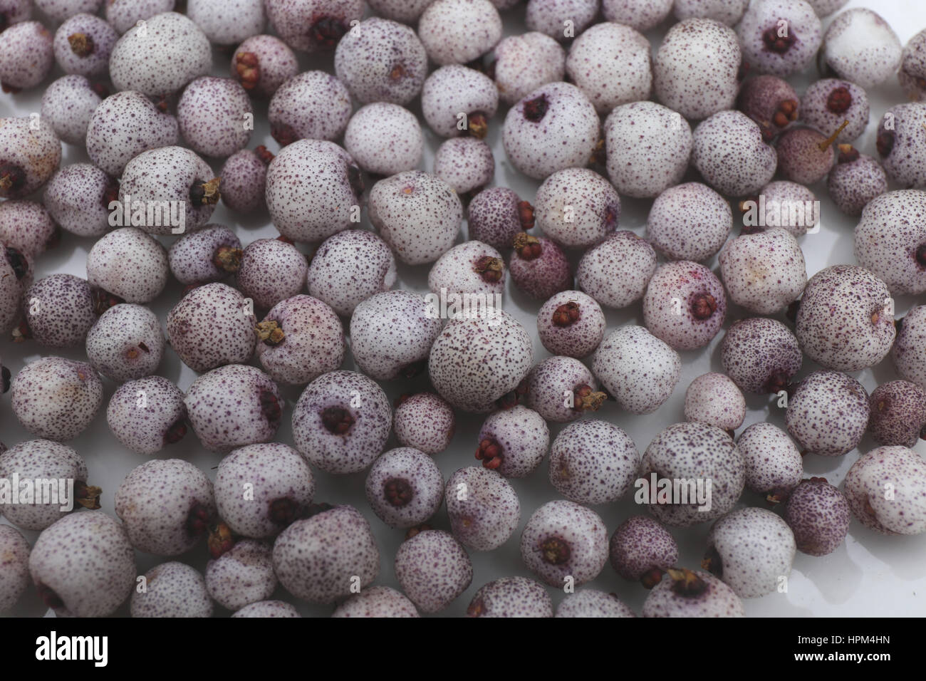 Midgen hi-res stock photography and images - Alamy