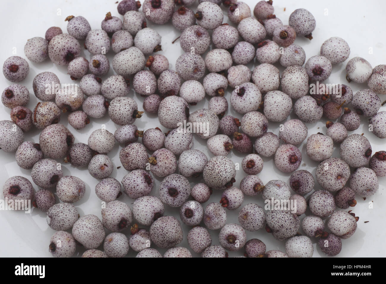 Bush tucker leaves hi-res stock photography and images - Alamy