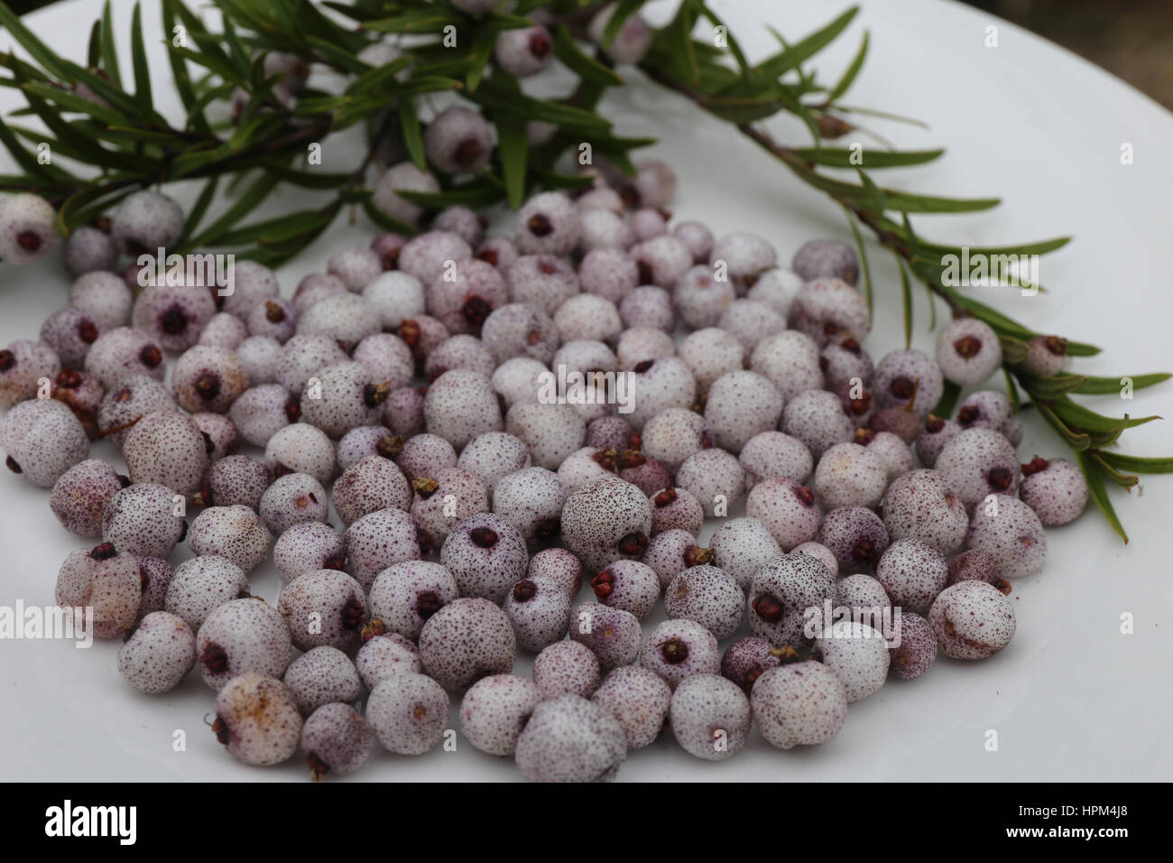 Australian bush food known as Midyim or Midgen Berries Stock Photo - Alamy