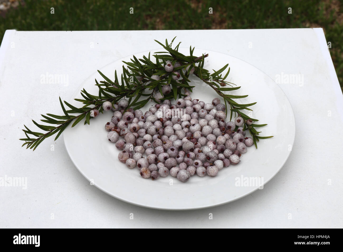 Bush tucker leaves hi-res stock photography and images - Alamy