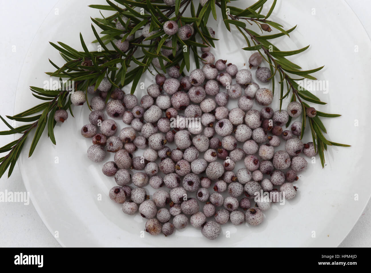 Australian bush food hi-res stock photography and images - Alamy