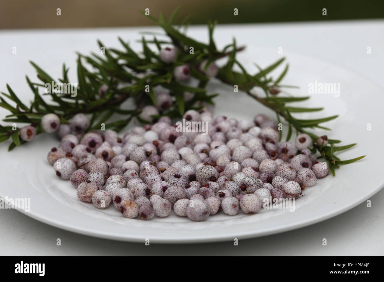 Bush tucker leaves hi-res stock photography and images - Alamy