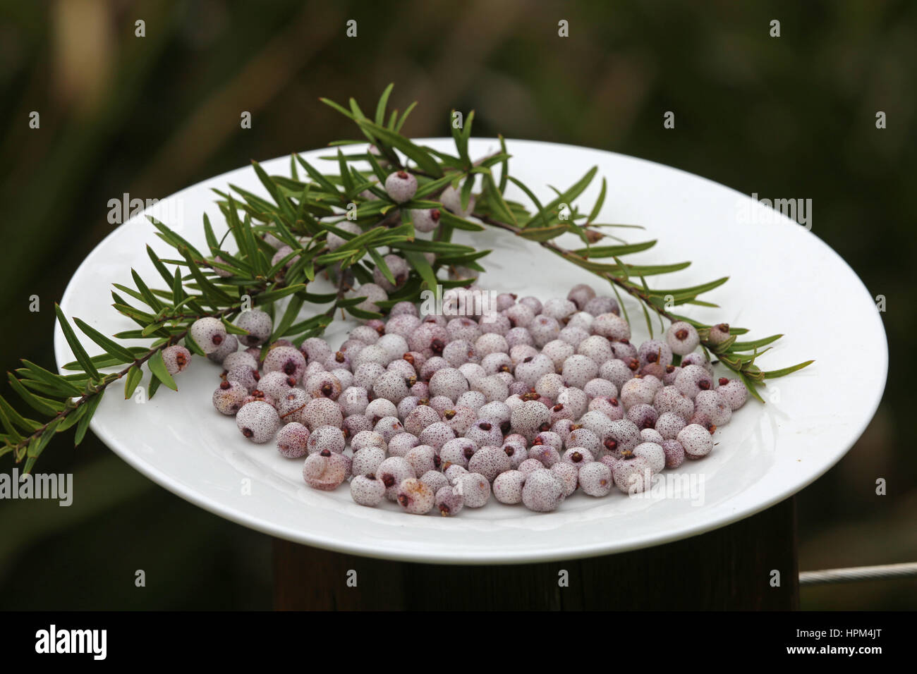 Australian bush food known as Midyim or Midgen Berries Stock Photo - Alamy
