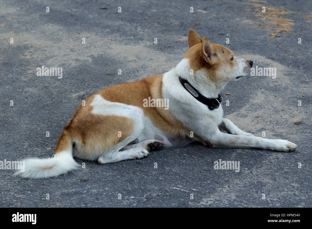 Dog without people hi-res stock photography and images - Alamy