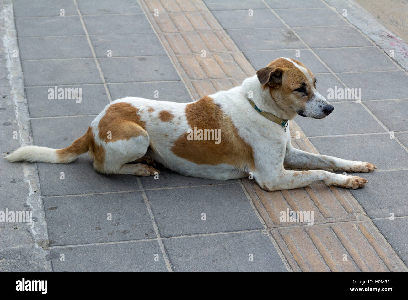 Dog without people hi-res stock photography and images - Alamy