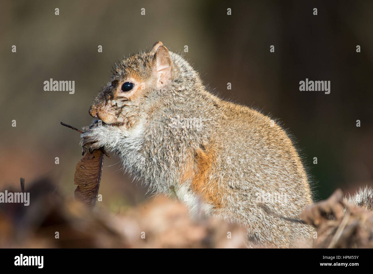An Eastern Gray (Grey) Squirrel foraging for seeds on a warm winter's ...
