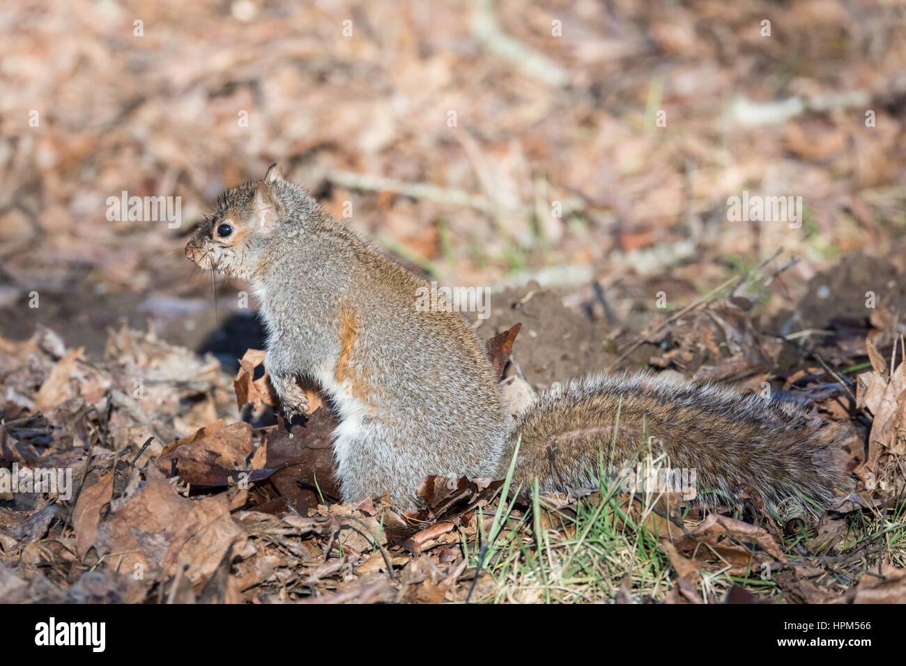 Invasive squirrel species hi-res stock photography and images - Alamy