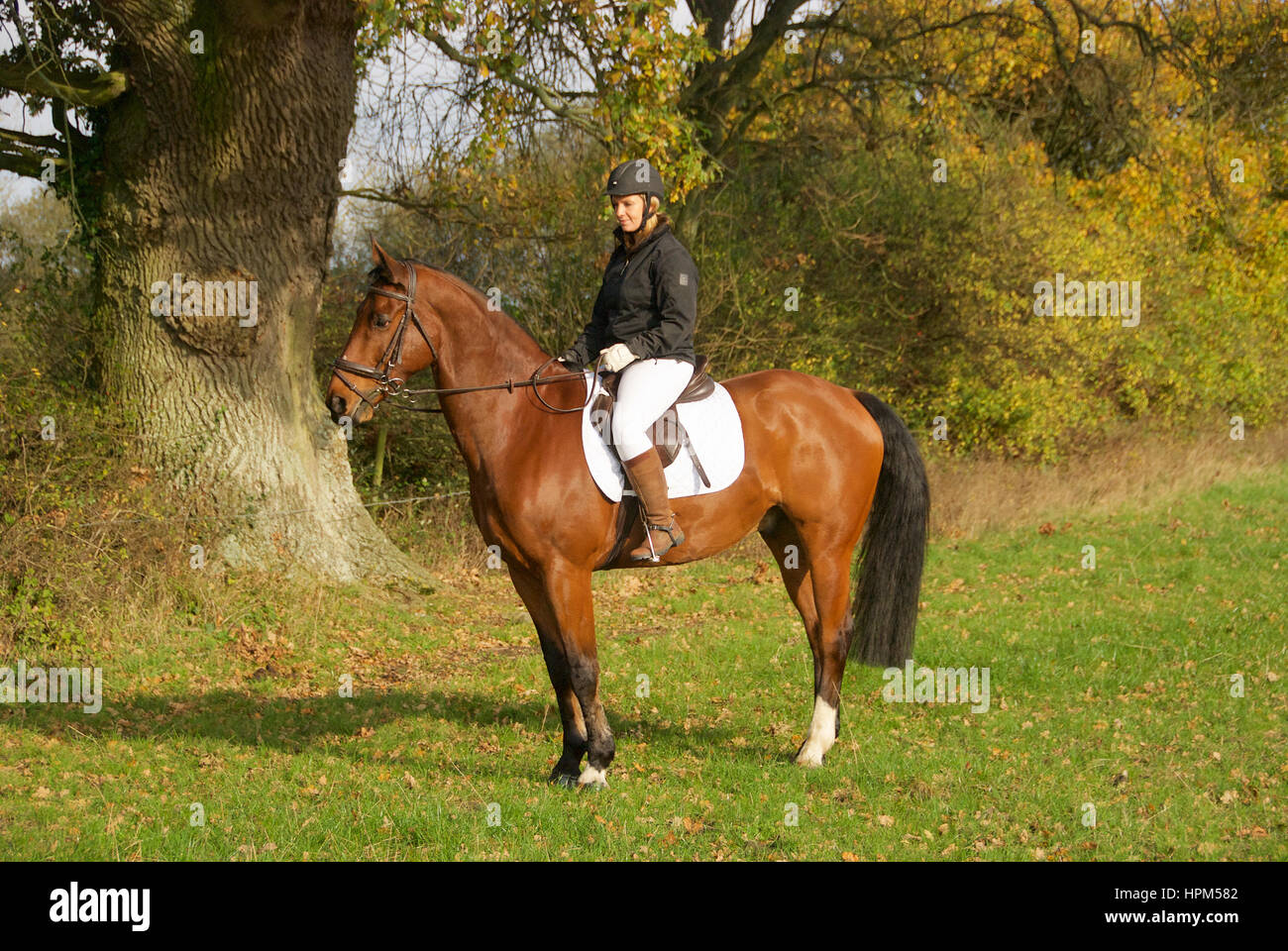 Woman riding a horse in a black jacket and riding hat Stock Photo - Alamy