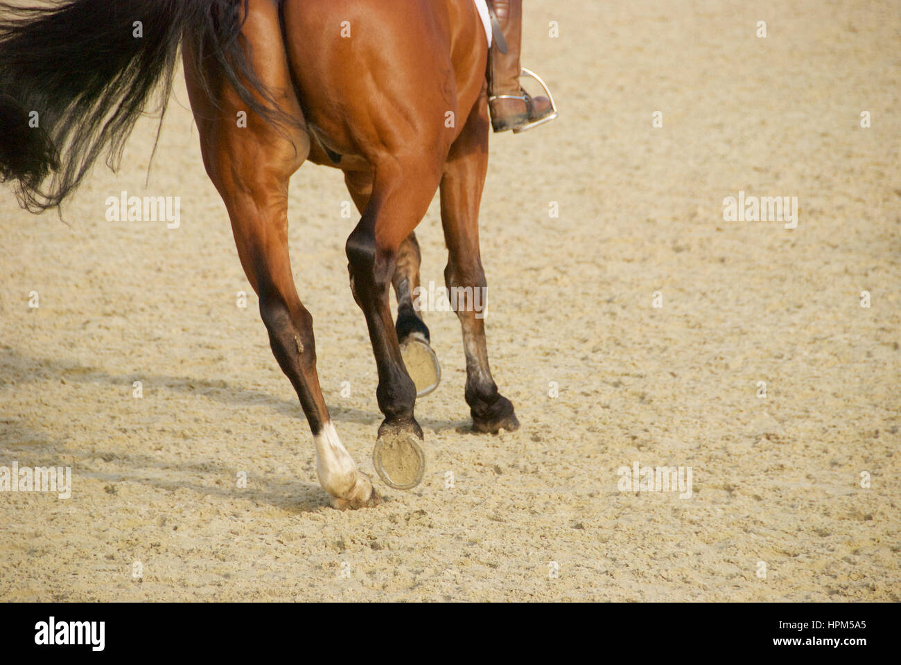 Beautiful woman riding a horse in a paddock Stock Photo - Alamy