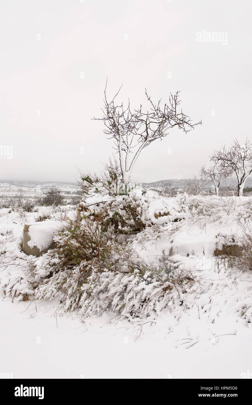 Very rare happening with snow near Pinoso in the Alicante Province of ...