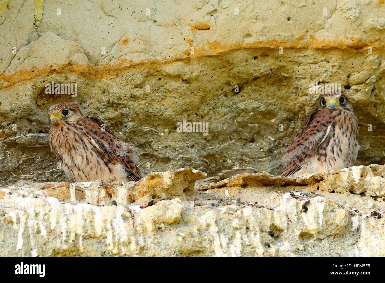 juveniles common kestrels at nest ( Falco tinnunculus Stock Photo - Alamy