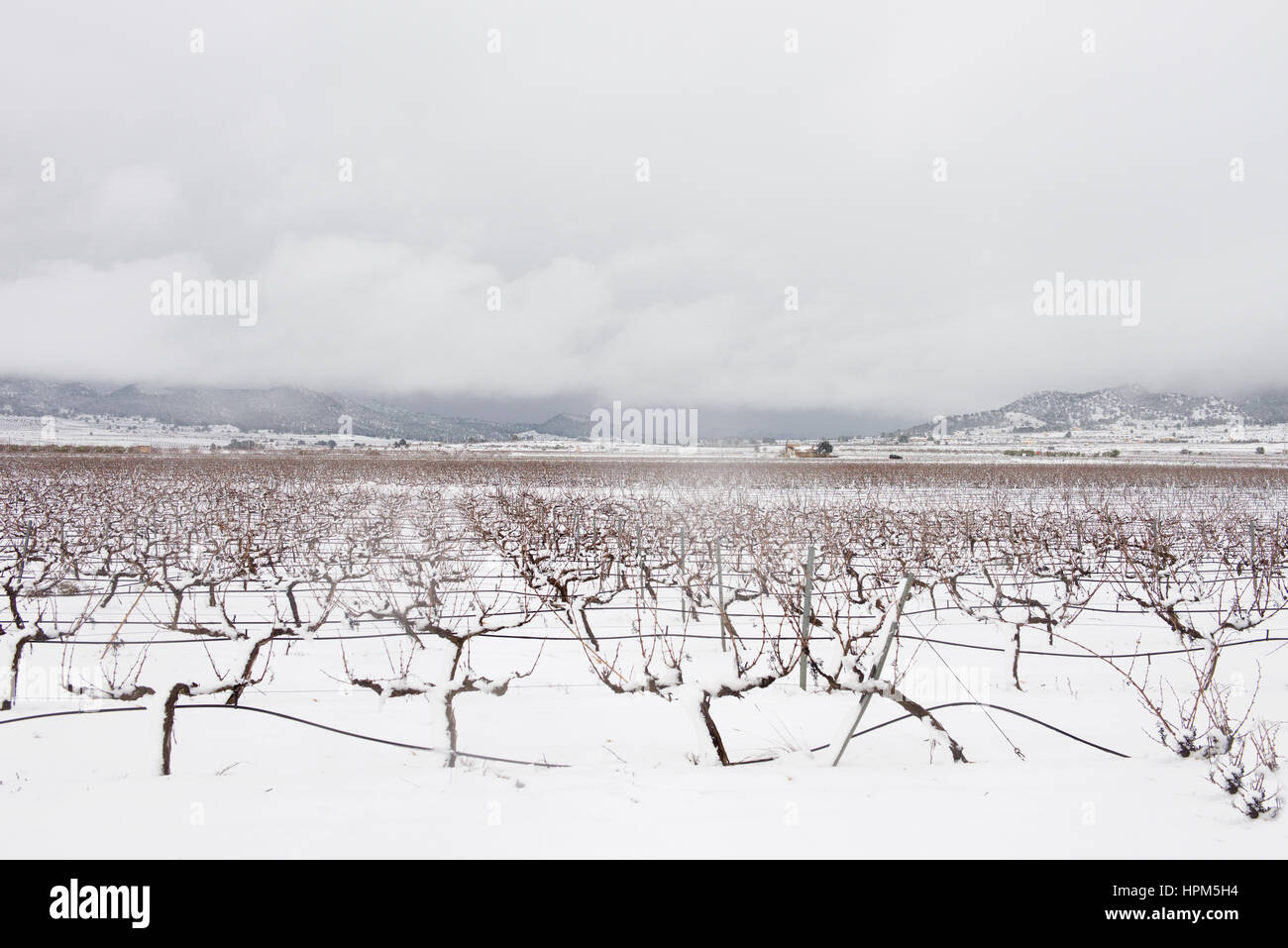Very rare happening with snow near Pinoso in the Alicante Province of ...