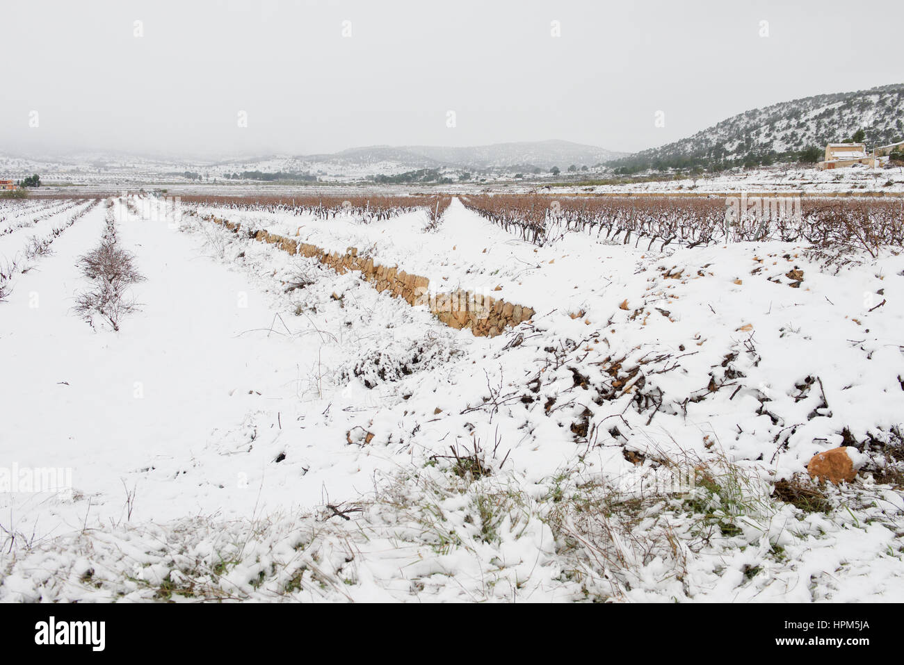 Very rare happening with snow near Pinoso in the Alicante Province of ...