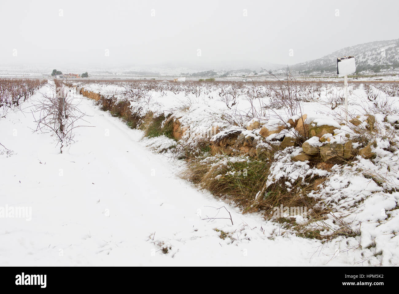 Very rare happening with snow near Pinoso in the Alicante Province of ...