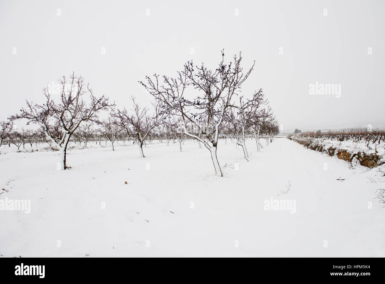 Very rare happening with snow near Pinoso in the Alicante Province of ...