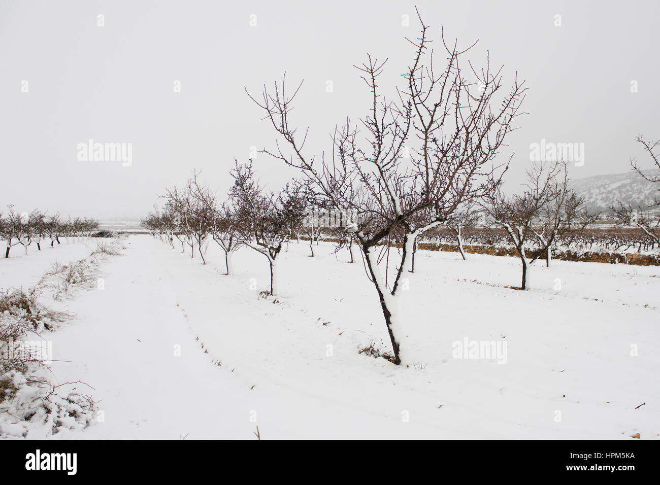 Very rare happening with snow near Pinoso in the Alicante Province of ...