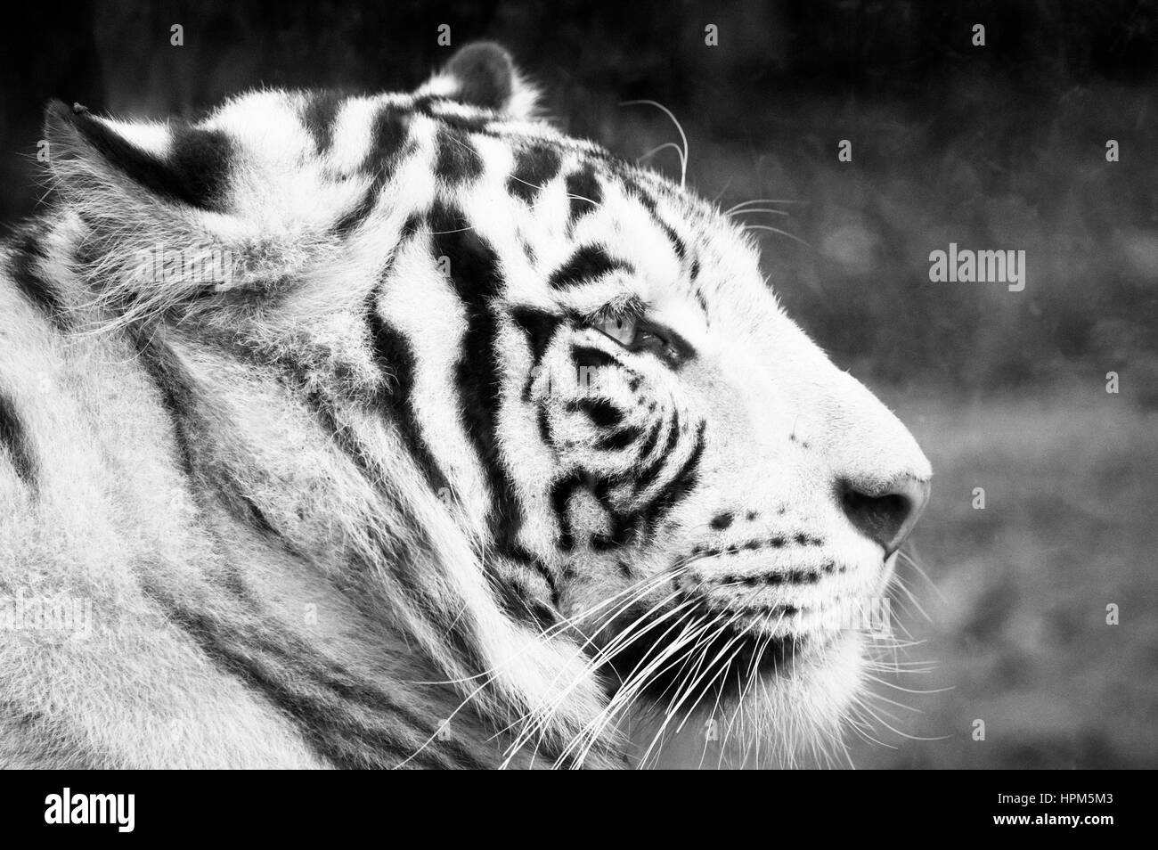 Tiger (Latin: Panthera tigris ) - kind of predatory mammals felines ...