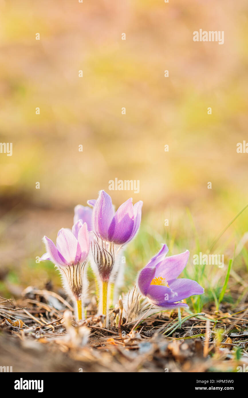 Wild Spring Flowers Pulsatilla Patens. Flowering Plant In Family ...