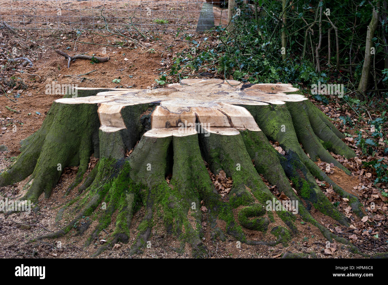 Disease beech hi-res stock photography and images - Alamy