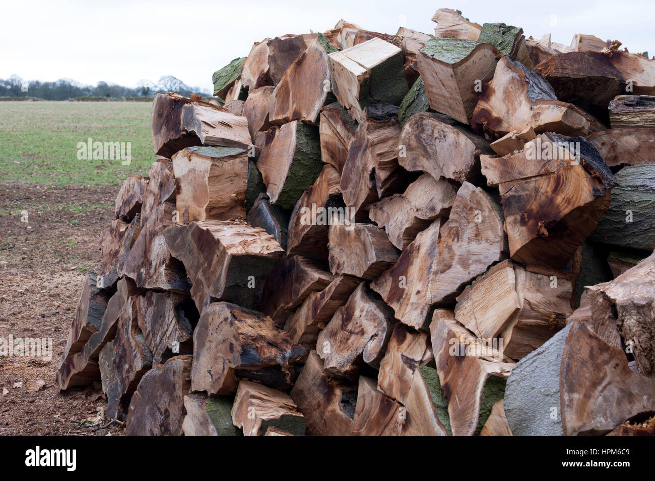 Pile of blocks of wood from a felled large beech tree, Gloucestershire ...