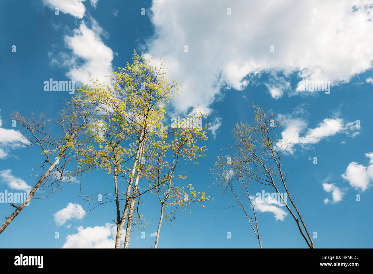 Spring Canopy Of Tall Young Trees. Sunny Day. Upper Branches Of Tree ...