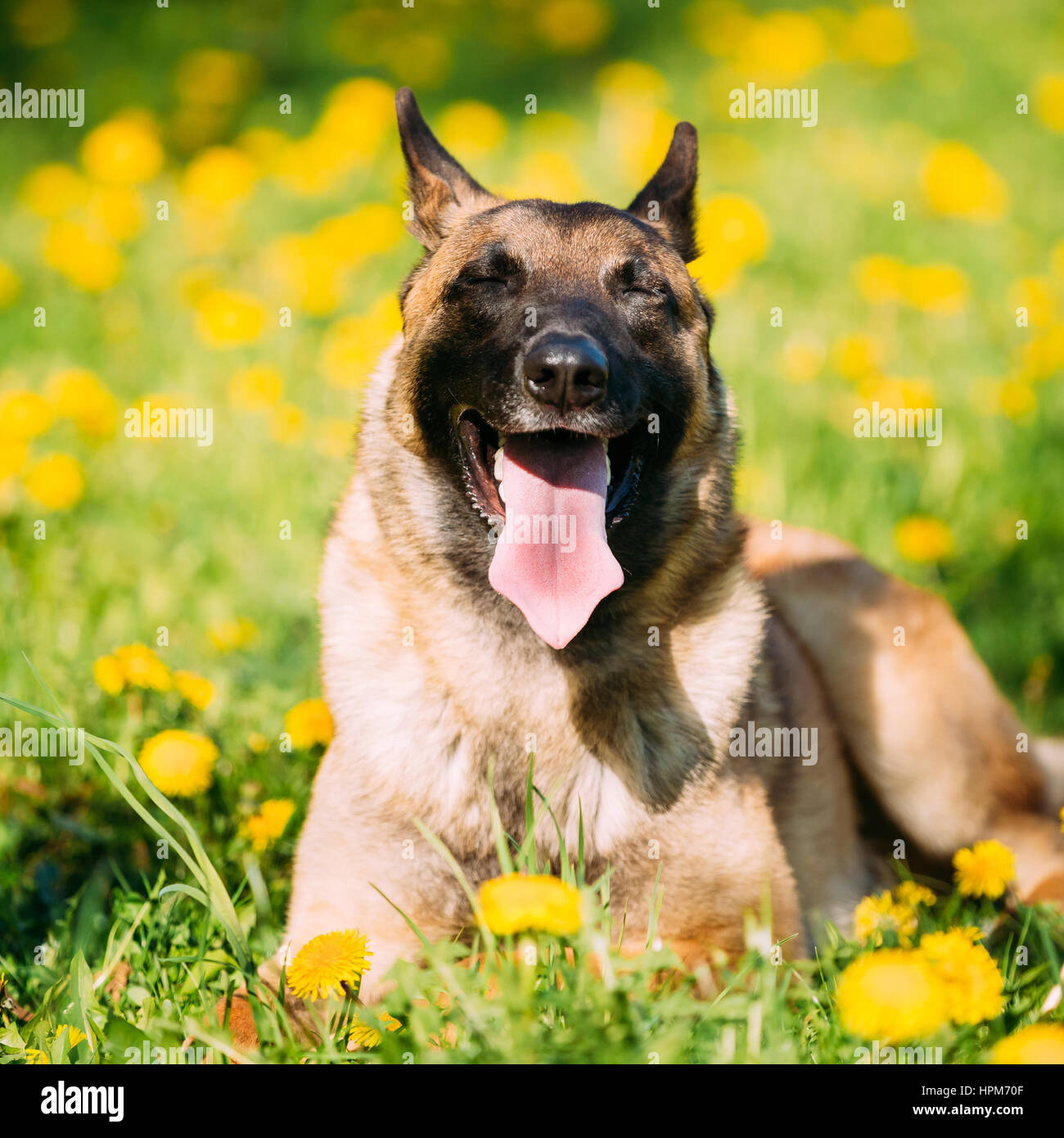Funny Happy Smiling Malinois Dog Sit Outdoors In Green Spring Meadow ...