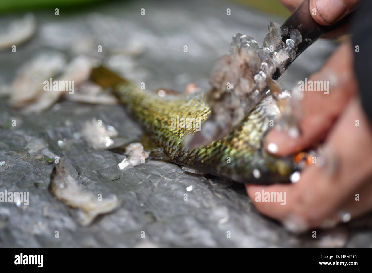 Firsherman gut and clean freshly caught fish, washing sink, cleaning ...