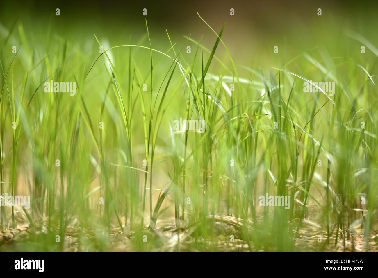 Tiny green grass close-up Stock Photo - Alamy
