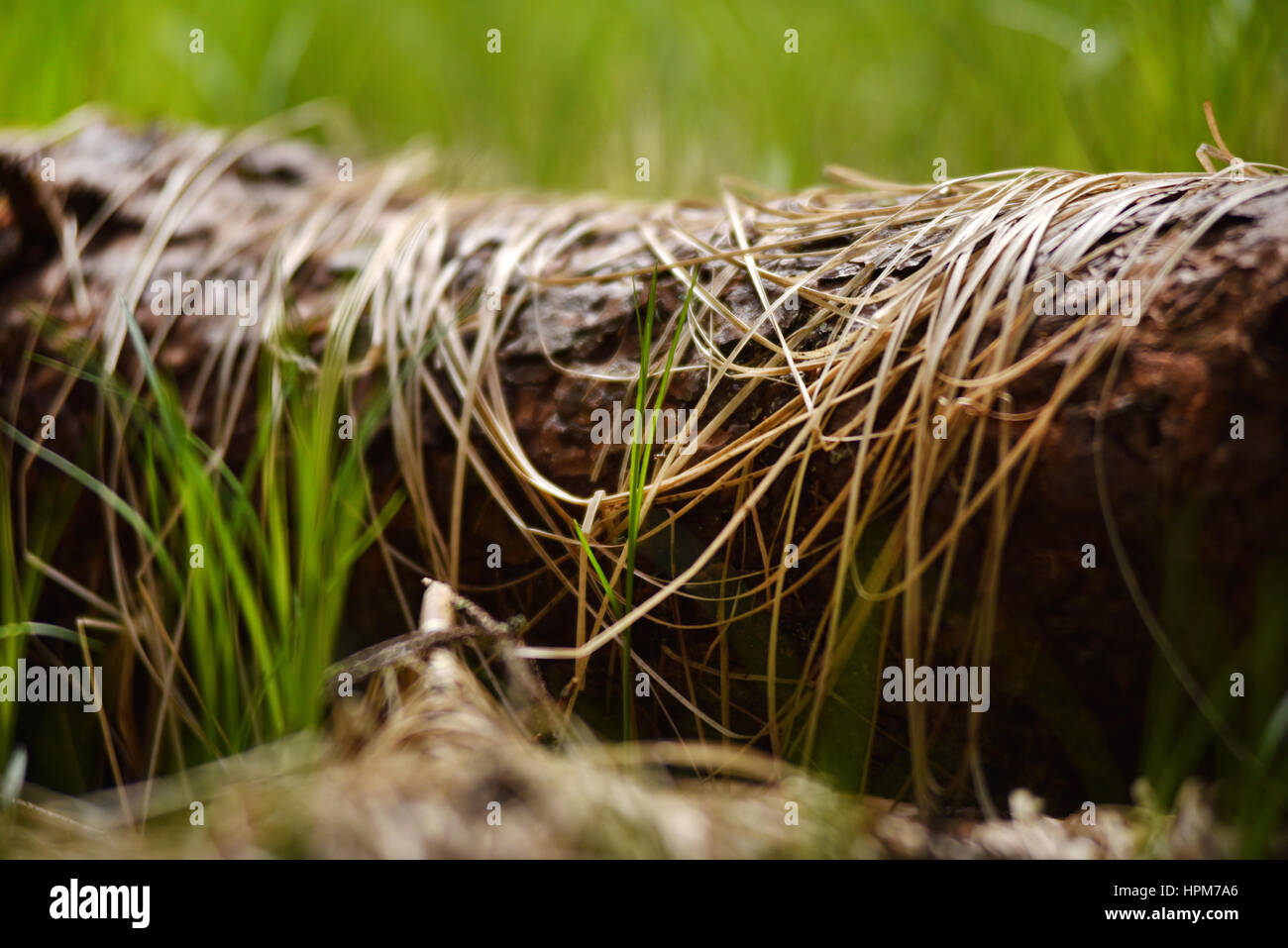 Trunk of a dead tree on forest meadow hi-res stock photography and ...